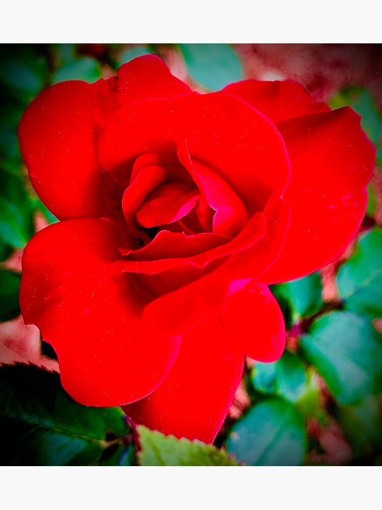 "Rose again " Sticker by CWeathers | Redbubble