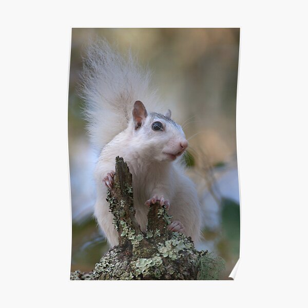 "Astronaut Squirrel" Poster for Sale by WorldDesign | Redbubble