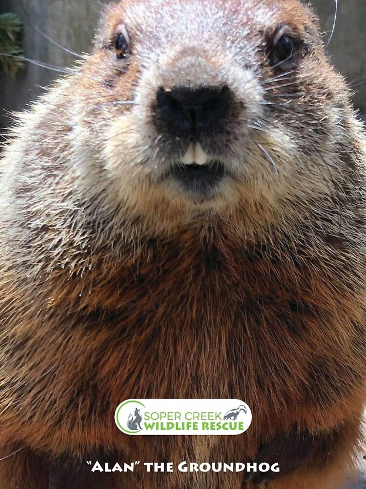 "Alan the Groundhog" iPhone Case for Sale by SoperCreek | Redbubble