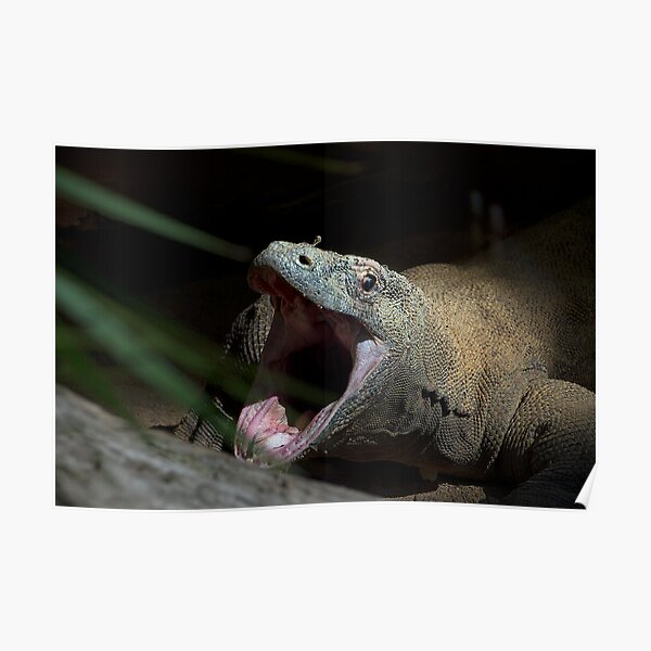 Komodo Dragon Posters | Redbubble