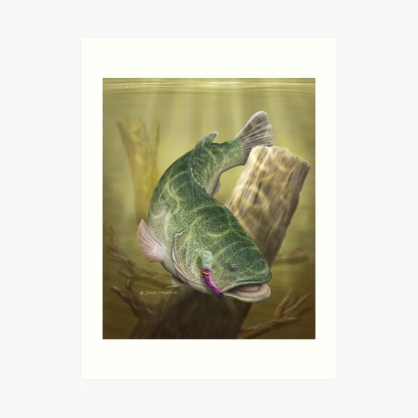 Murray Cod Art Prints | Redbubble