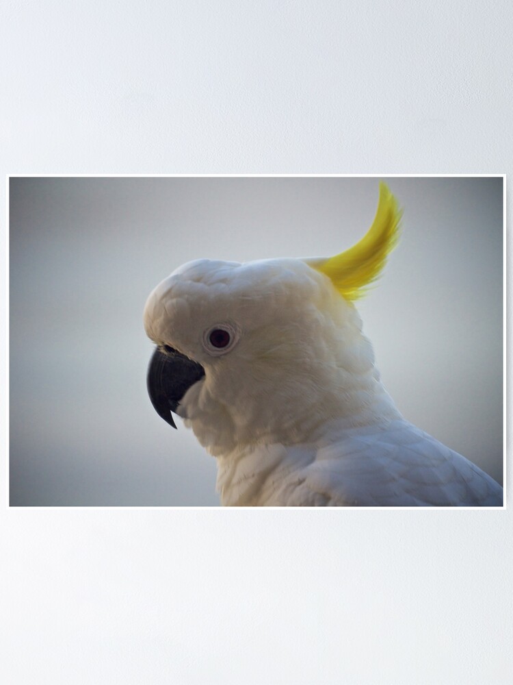 "The Cockatoo" Poster by D-GaP | Redbubble