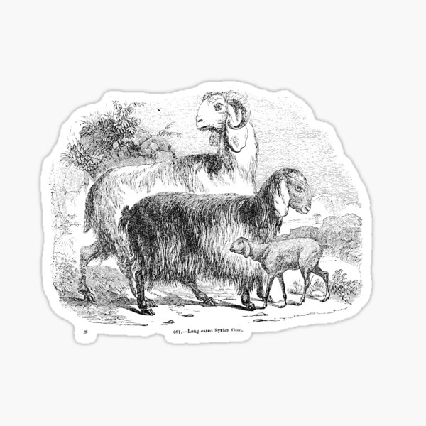 " Unique Vintage Engraving Digital Print of Goats" Sticker by Chehre ...
