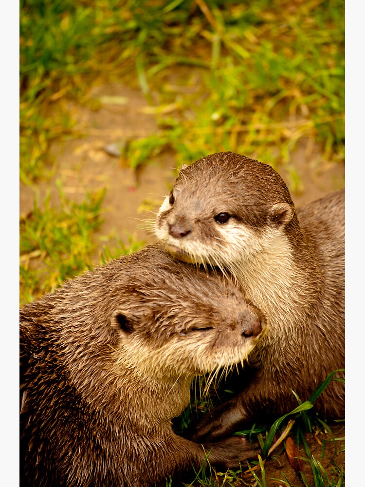 "Cuddling otters" Postcard for Sale by Animoia | Redbubble