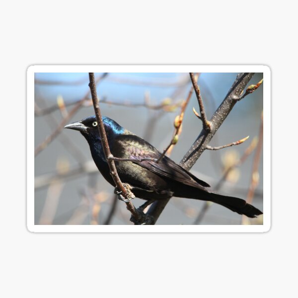 "Purple grackle" Sticker for Sale by hummingbirds | Redbubble