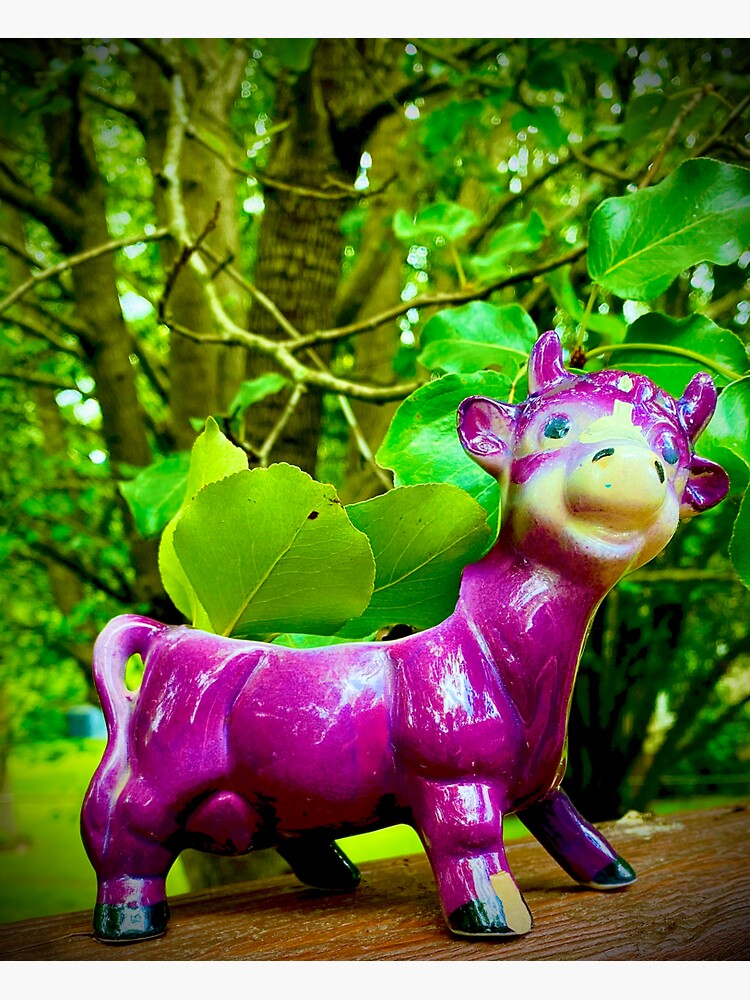 "How Now Purple Cow" Sticker by CWeathers | Redbubble