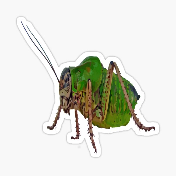"Katydid Vector On A Black Background" Sticker by taiche | Redbubble