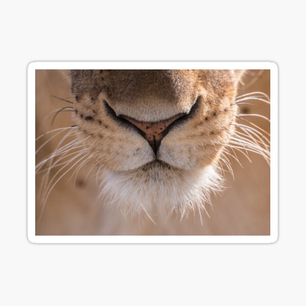 "LION MASK" Sticker for Sale by MAIRACARDOSO | Redbubble