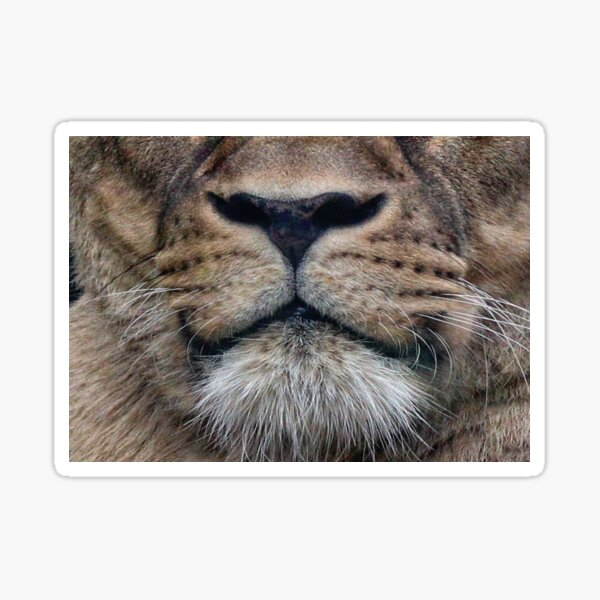 "LION MASK" Sticker for Sale by MAIRACARDOSO | Redbubble