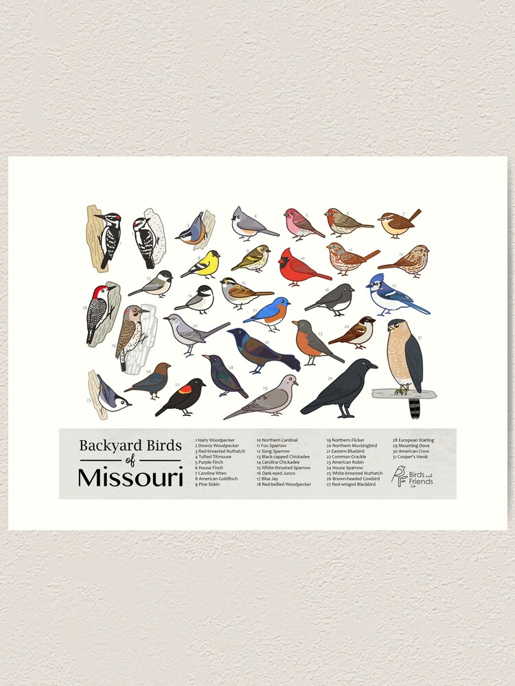 "Missouri - Backyard Birds of Missouri Field Guide Print - Bird Art ...