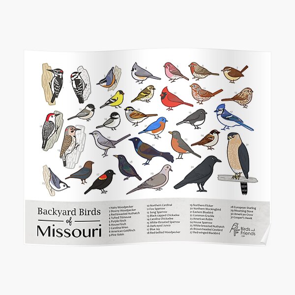 "Missouri - Backyard Birds of Missouri Field Guide Print - Bird Art ...