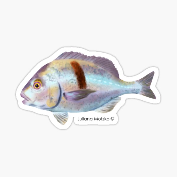 "Xantic Sargo fish" Sticker for Sale by julianamotzko | Redbubble