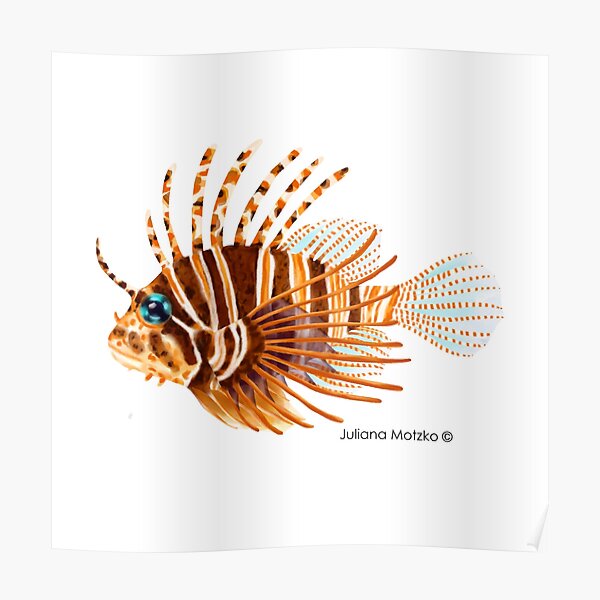 "Zebra Lionfish" Poster by julianamotzko | Redbubble