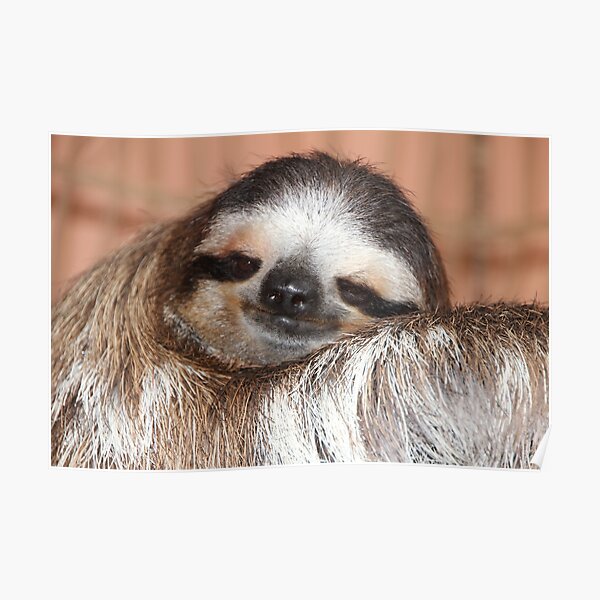 "Buttercup the Sloth" Poster by gdcall | Redbubble