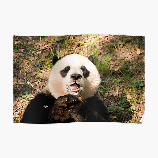 "Giant Panda" Poster for Sale by gdcall | Redbubble