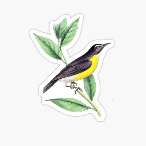 "Birds of a Twig" Sticker for Sale by Solesariel | Redbubble