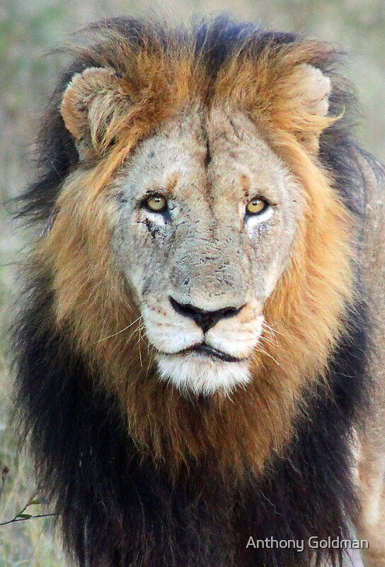 Panthera leo (Makhulu) | Wild lion, Lion pictures, World lion day