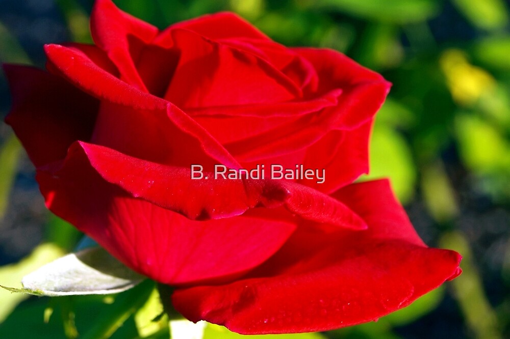 "Un-ashamed red" by B. Randi Bailey | Redbubble