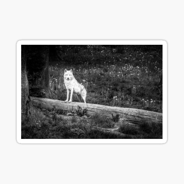 "White Wolf" Sticker for Sale by Olek-Impek | Redbubble