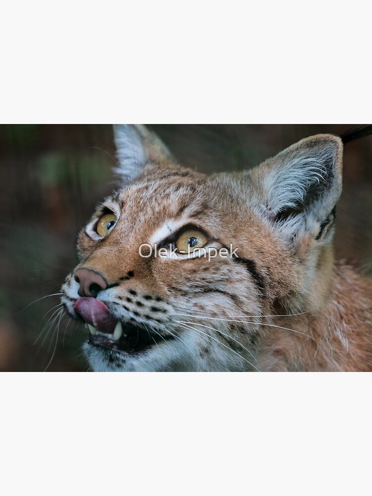 "Lynx Boréal" Sticker for Sale by Olek-Impek | Redbubble
