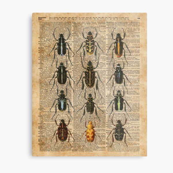 "Beetles & Bugs,Insect Chart,Biological Illustration on Vintage ...