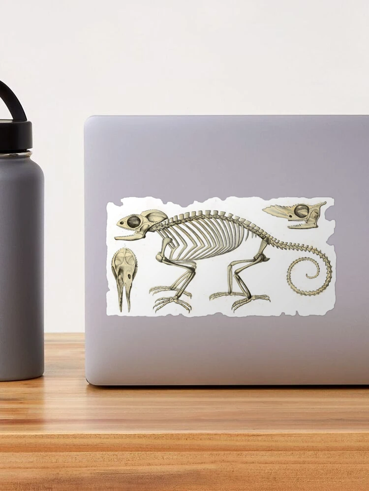 Anatomy Stickers For Laptop 50PC Cool Stickers X-ray Animals Skeleton ...