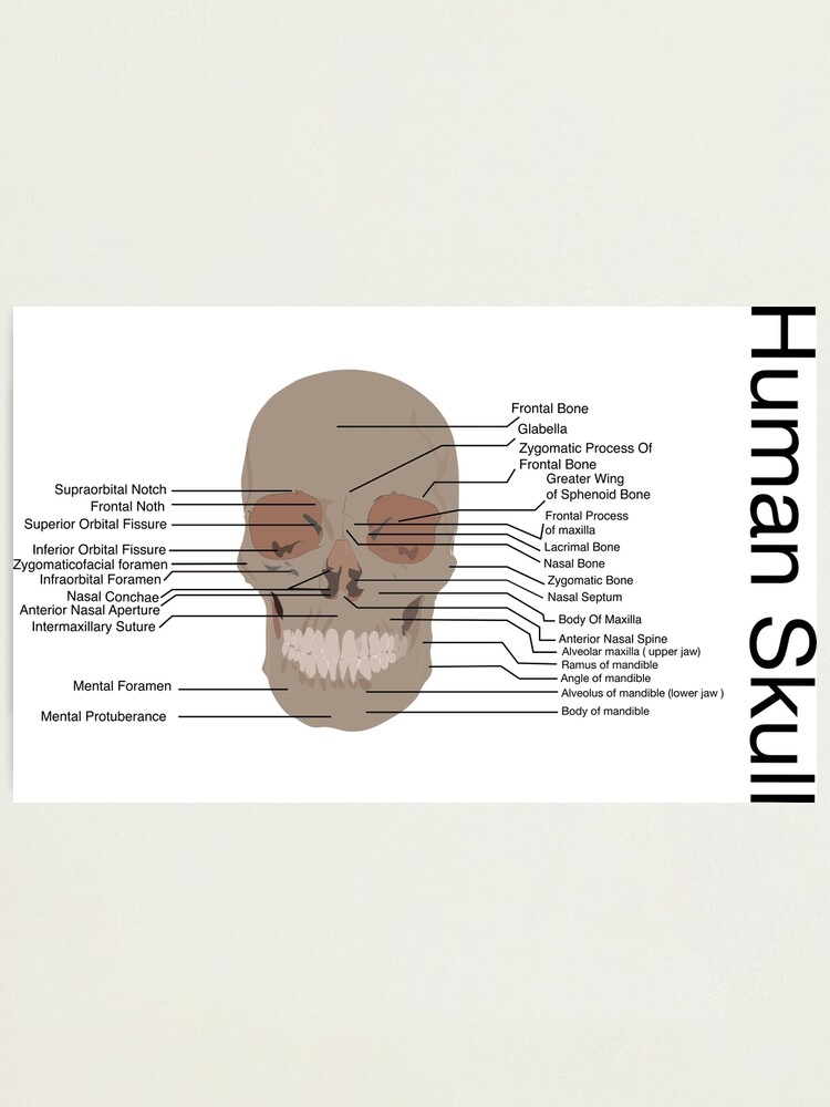 "Structure of the human skull front view with main parts labeled ...