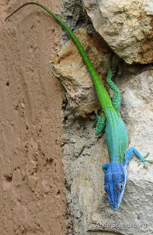 "Multi colored lizard." by Anne Scantlebury | Redbubble