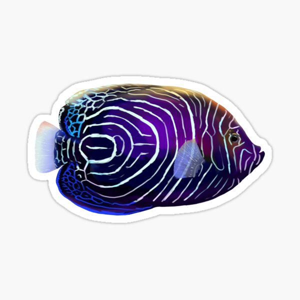 "Juvenile Emperor Angelfish" Sticker by A-Diviney | Redbubble