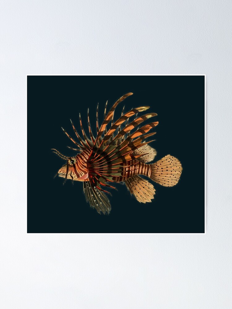"Lionfish Vintage Fish Natural History Antique Scientific Drawing ...