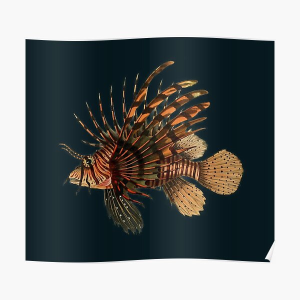 "Lionfish Vintage Fish Natural History Antique Scientific Drawing ...