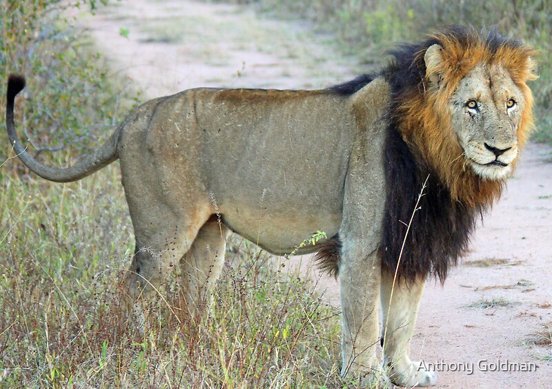 1000+ images about Lions of sabi sand- Mapogo on Pinterest | Pretty ...