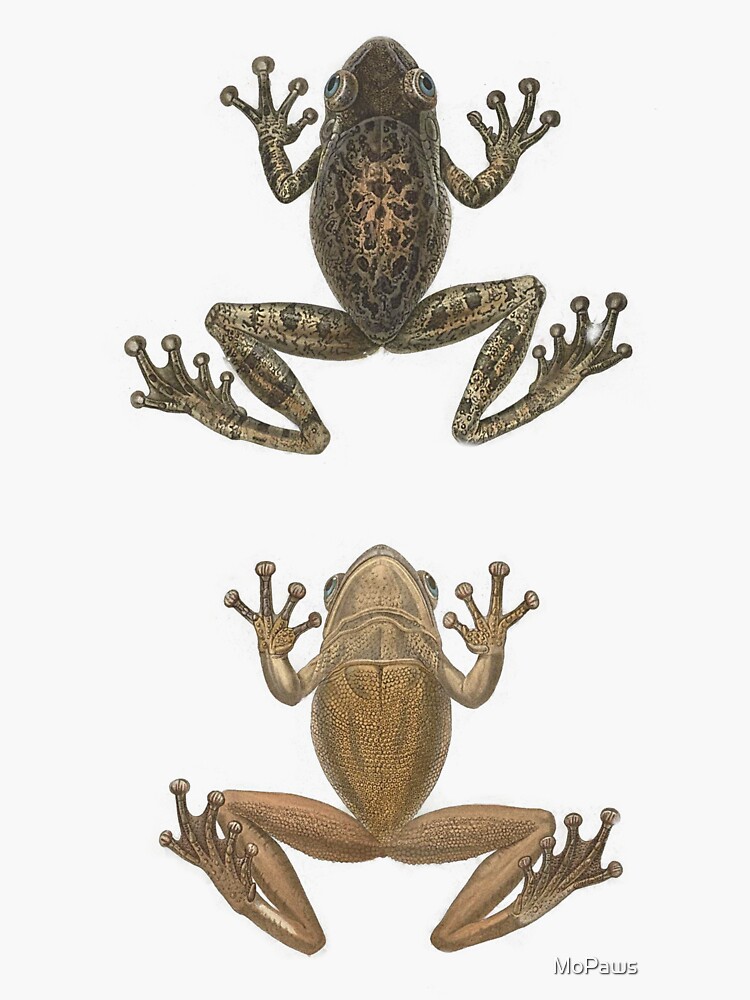 "Cuban Tree Frog Vintage Antique Scientific Drawing" Sticker for Sale ...