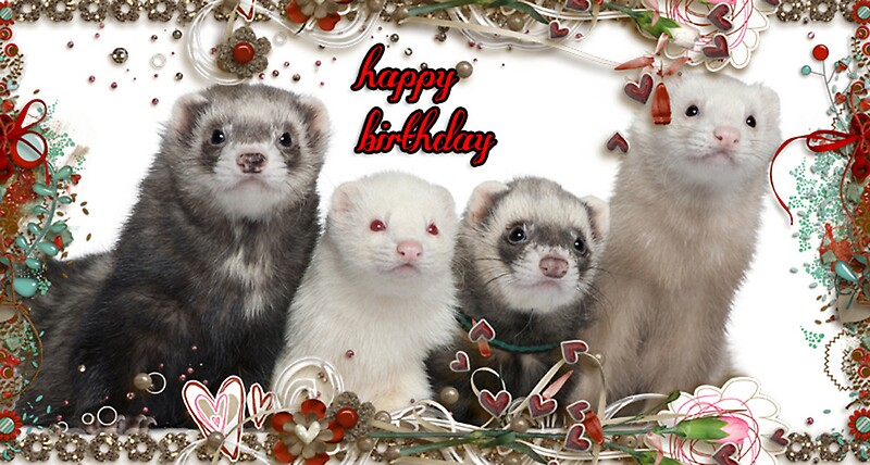 "Happy Birthday - Ferrets" by Kristie Lawrence | Redbubble