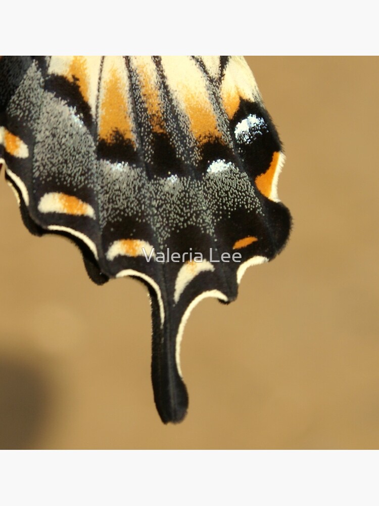 "Butterfly Wing" Sticker for Sale by vally30 | Redbubble