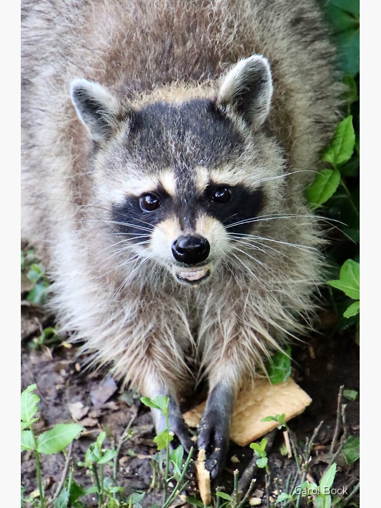 "Smiling Raccoon" Sticker for Sale by gdcall | Redbubble