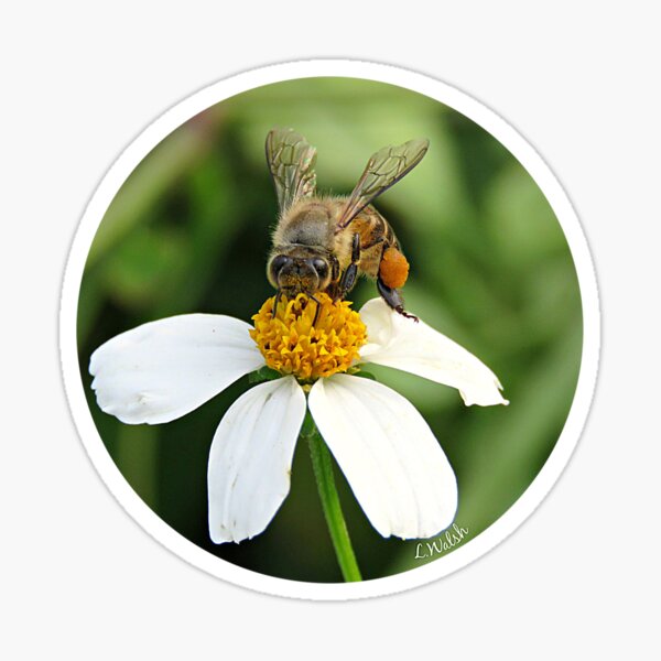 "Honey Bee on Flower" Sticker by Covecritters | Redbubble