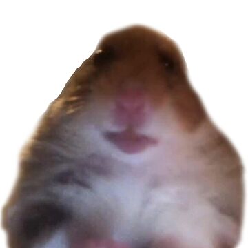 "Hamster Facetime Meme" Art Board Print for Sale by antisold | Redbubble