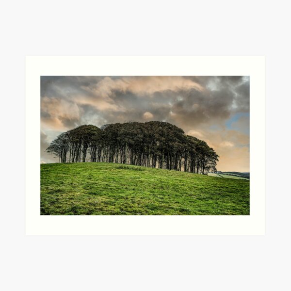 "Nearly Home Trees, Coming home trees, Cornwall trees Cookworthy Knapp ...