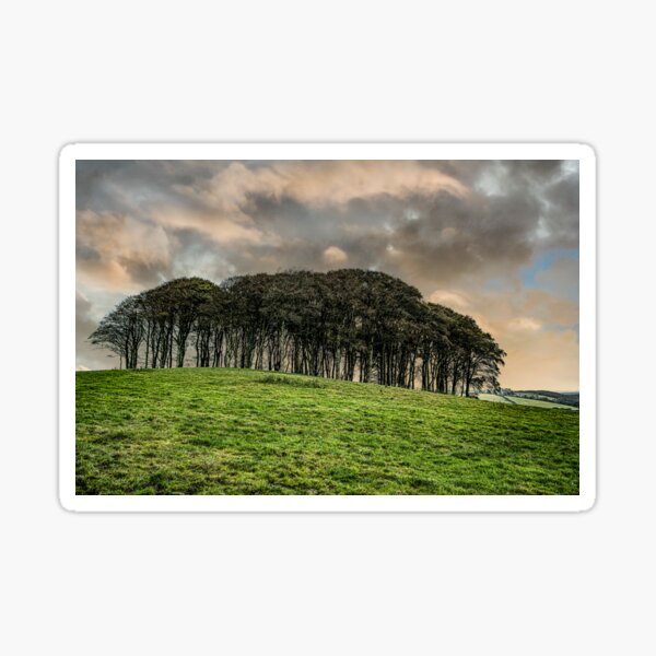 "Nearly Home Trees, Coming home trees, Cornwall trees Cookworthy Knapp ...