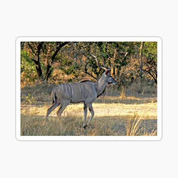 "Kruger Kudu" Sticker for Sale by grmahyde | Redbubble
