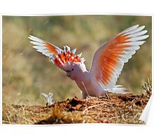 "Major Mitchell Cockatoo" by Bill Robinson | Redbubble