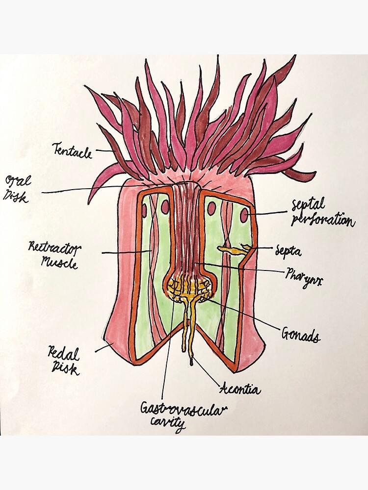 Lámina artística « ¡Pero he hecho todo lo posible!) de un Pólipo de ...