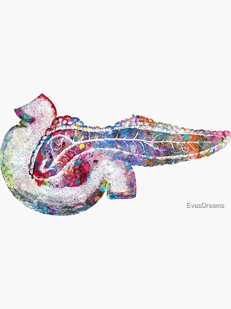 "Human Pancreas" Sticker for Sale by EvasDreams | Redbubble