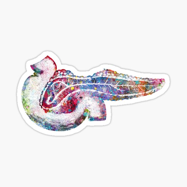 "Human Pancreas" Sticker for Sale by EvasDreams | Redbubble