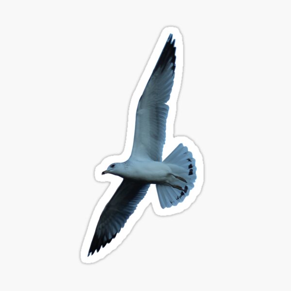 "Ring-billed gull" Sticker for Sale by hummingbirds | Redbubble