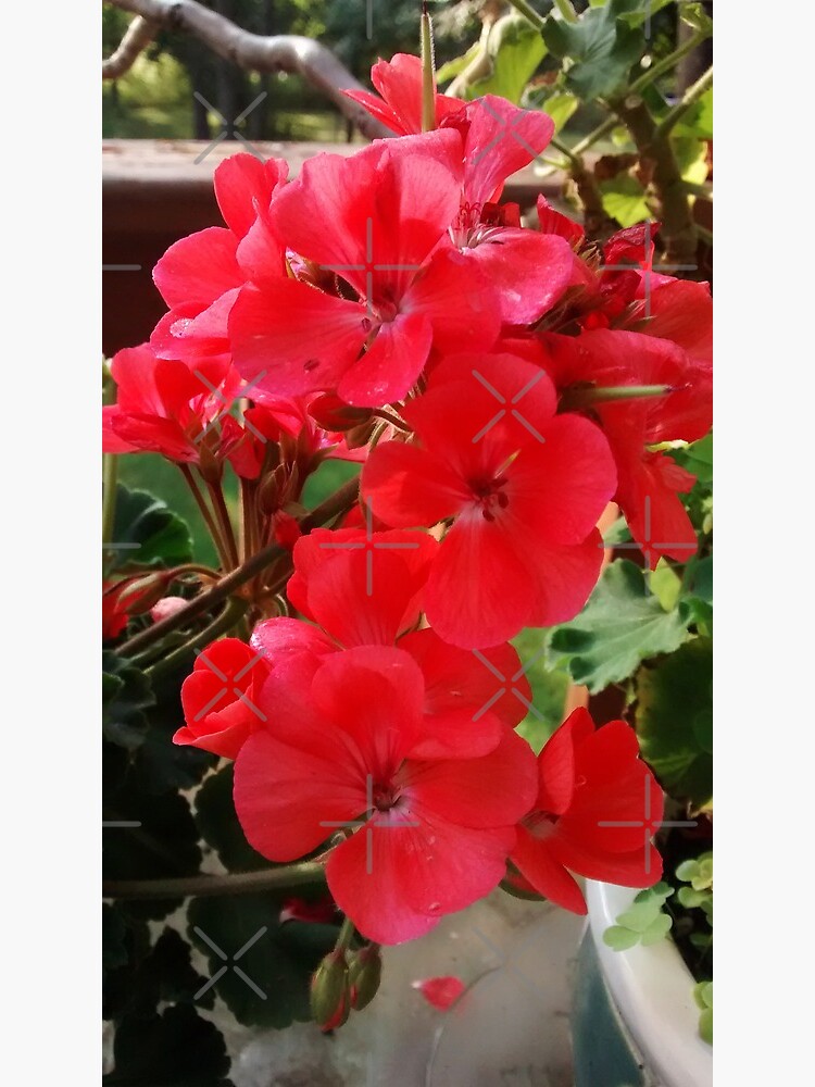 "Red Flower Cluster, Colorful Photography by Courtney Hatcher ...