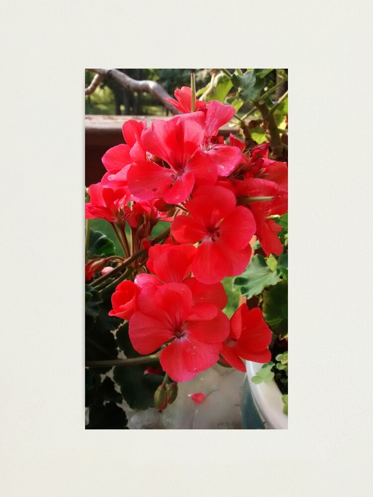 "Red Flower Cluster, Colorful Photography by Courtney Hatcher ...