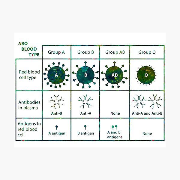 "ABO Blood Type Chart" Photographic Print by EvasDreams | Redbubble