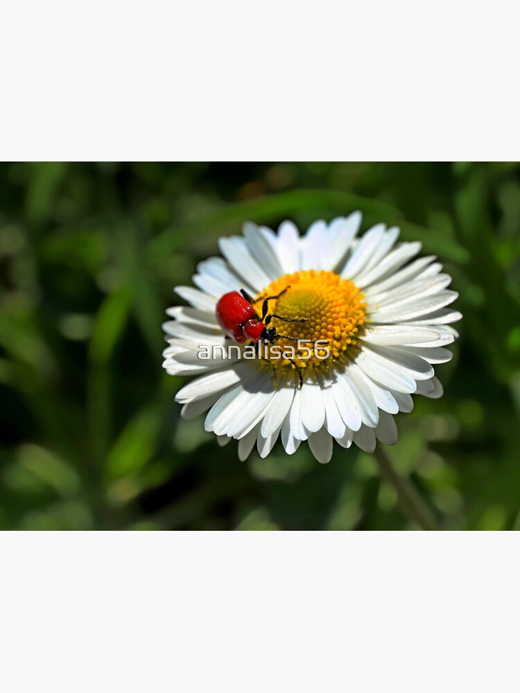 "Daisy with guest" Sticker for Sale by annalisa56 | Redbubble